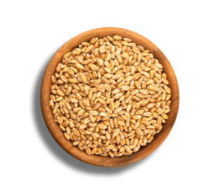 Our Story- Hathi Brand